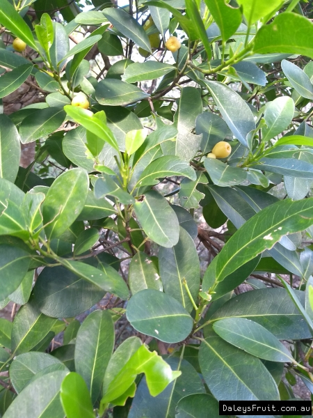 Buy Lemon Aspen Rainforest Trees (Acronychia acidula)