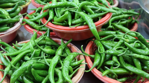 Photos: Chilli - Cheongyang Gochu