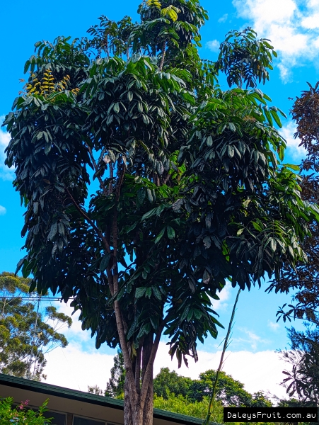 Buy QLD Davidsons Plum Fruit Trees in Australia (Davidsonia pruriens)