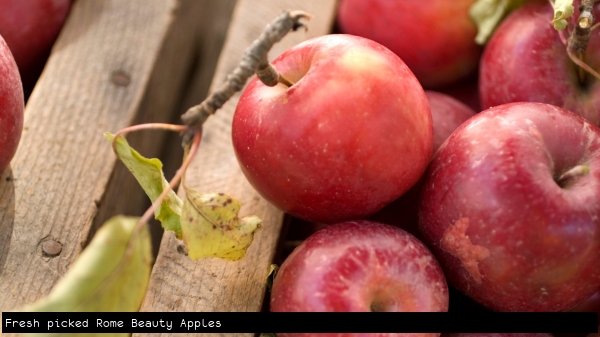 Buy Dwarf Apple - Rome Beauty Grafted Tree Malus domestica