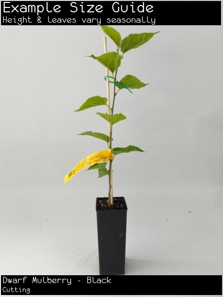 Dwarf Fruit Trees for Sale online