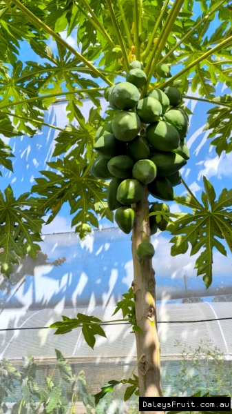 Red Army Papaya Fruit Trees (Carica papaya)