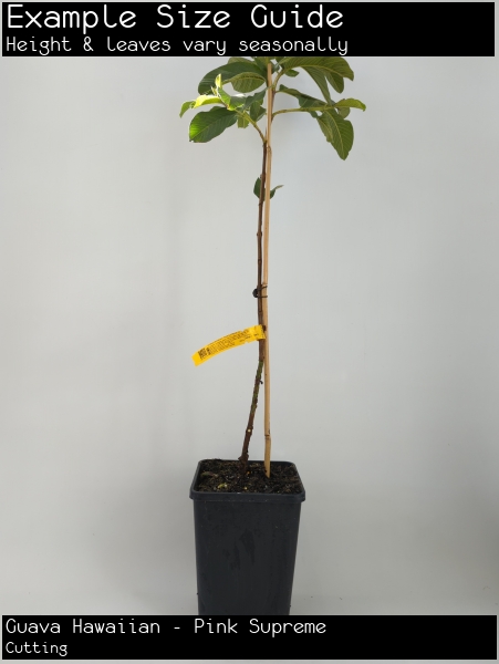 Buy Guava Hawaiian Pink Supreme Tree - Psidium guajava