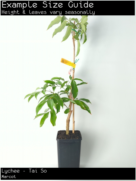 Lychee Tree - Litchi chinensis
