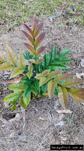 Buy North Bauple Nut, Hicksbeachia pilosa