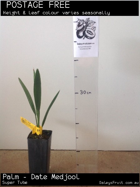 Date Medjool Seedling Tree - Phoenix dactylifera