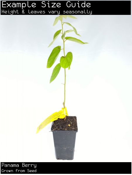 Buy Panama Berry Plants (Muntingia calabura)