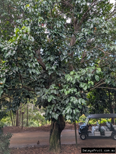 Santol Fruit Tree Santol Fruit Tree