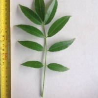 Ambarella Spondias dulcis is a rapid growing subtropical fruit tree