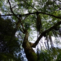 Amla - Phyllanthus emblica