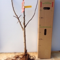 Apple 3 way - Crimson Crisp, Pixie Crunch, Williams Pride Multi Graft