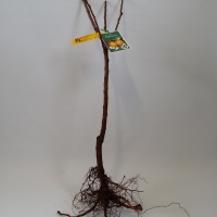 Buy Apricot Divinity Grafted Fruit Trees (Prunus armeniaca)