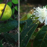 Buy Araza Fruit Tree - Eugenia stipitata