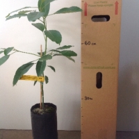 Avocado Fuerte (B) Tree - Persea americana