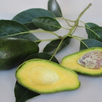 Avocado Shepard Tree - Persea americana