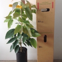 Avocado Sheppard Tree - Persea americana