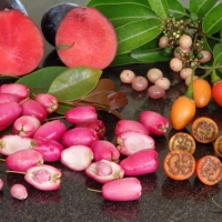 Bush Foods Australia