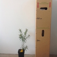 Buy Callistemon Captain Cook Tree - (C. viminalis)