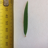 Buy Callistemon Captain Cook Tree - (C. viminalis)