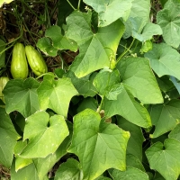 Choko - Green, Sechium edule