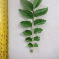 Curry Tree Herb - Murraya koenigii