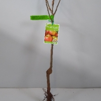 Dwarf Apple Pink Lady Tree - Malus domestica