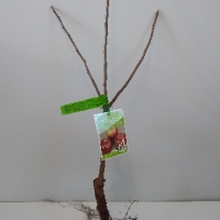 Buy Dwarf Fuji Apple Red Fruit Tree - Malus domestica