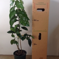 Dwarf Grapefruit Rio Red Tree