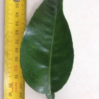 Dwarf Grapefruit Rio Red Tree