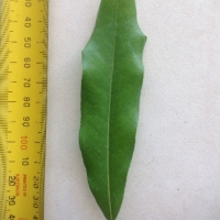 Dwarf Macadamia Tree - Macadamia integrifolia