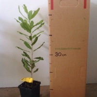 Dwarf Macadamia Tree - Macadamia integrifolia