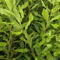 Bush Foods - Davidson Plum, Bunya Nut, Plum pine