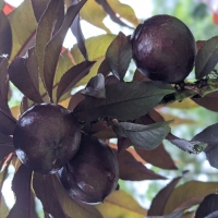 Nectarine - Sunraycer, Sunwright, White Satin 90-3