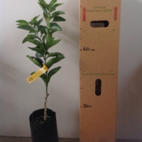 Dwarf Orange Valencia Seedless Tree - Citrus sinensis