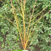 Buy Dwarf Peach Silvan Sunset Grafted Fruit Tree (Prunus persica)