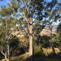 Eucalyptus tereticornus Forest Red Gum Tree