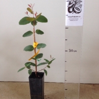 Buy Strawberry Gum Plants - Eucalyptus olida