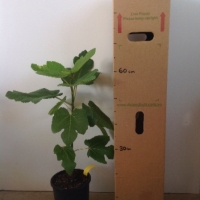 Fig Catalogna Tree - Ficus carica