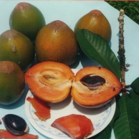 Green Sapote Tree - Pouteria viridis