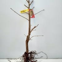 Buy Hazelnut Lambert - Corylus avellana