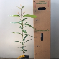 Jambolan Plum - Syzygium cumini