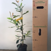 Jambolan Plum - Syzygium cumini