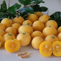 Buy Kei Apple Fruit Tree - Dovyalis caffra