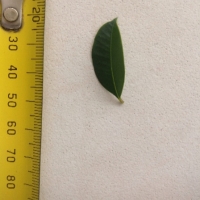 Buy Lilly Pilly Aussie Compact Tree/Shrub - Syzygium australe