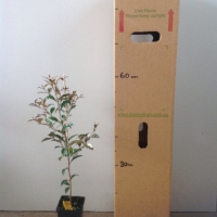 Syzgium paniculata Magenta Cherry Tree