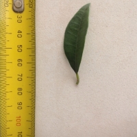 Syzgium paniculata Magenta Cherry Tree