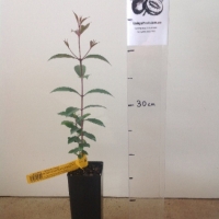 Syzgium paniculata Magenta Cherry Tree