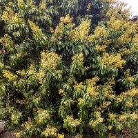 Buy Lychee Wai Chee Fruit Trees (Litchi chinensis)