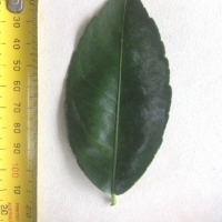 Mandarin Afourer Murcott Tree - Citrus reticulata