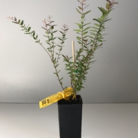 Buy Midyim Berry Tree (Midgen)- Austromyrtus dulcis